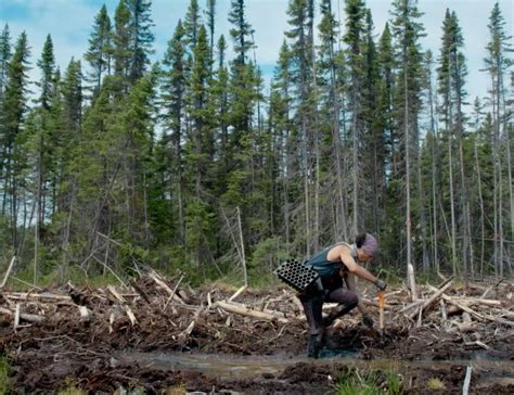 The Best Boots For Tree Planting Boot Advice