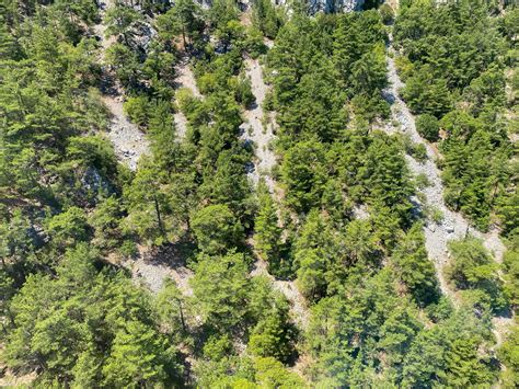 Premium Photo Aerial View Of Evergreen Trees Tree Top Texture