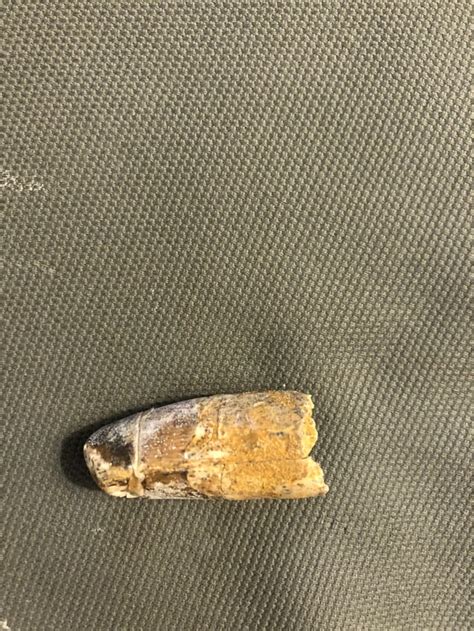 Dino Tooth R Fossilid