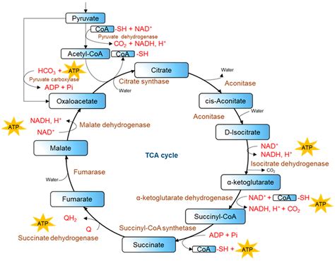 Krebs Cycle Pmt