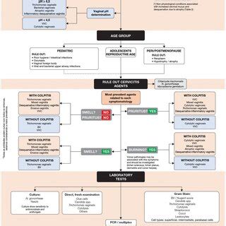 Vaginal Infectious Diagnostic Algorithm Download Scientific Diagram