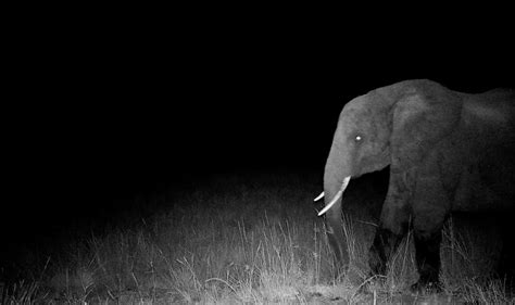 Werner Herzogs ‘ghost Elephants Premieres On Nat Geo Disney And