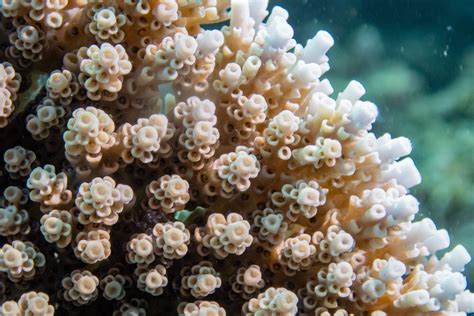 Friend Or Foe What Does The Discovery Of Five New Coral Species Mean