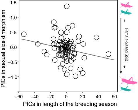 Relationship Between Sexual Size Dimorphism Ssd And The Length Of The