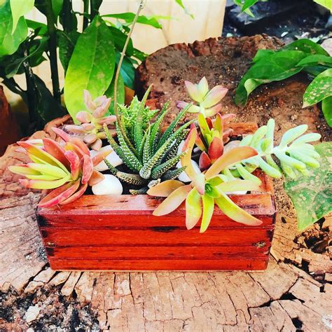 The Mixed Box Plants Art And Designs