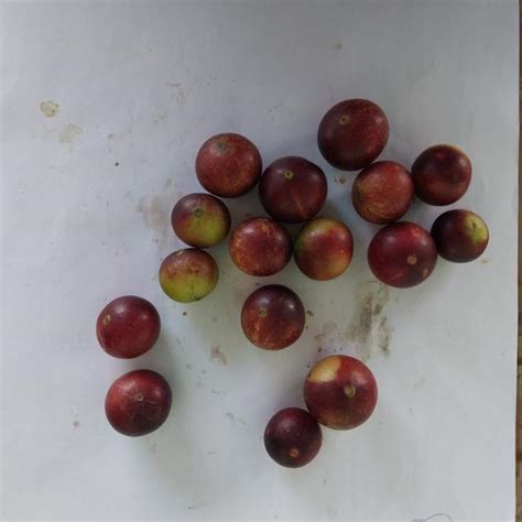 Transformer Object Detection Dataset By Universidad