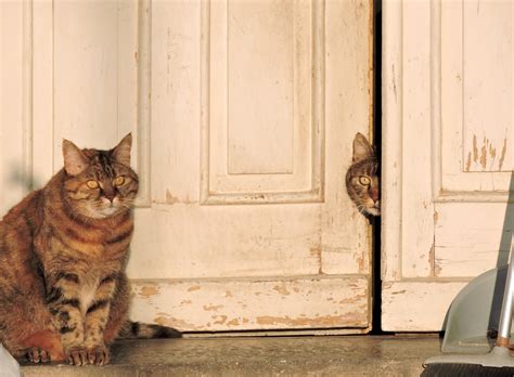 Best Cat Food For Gassy Cats Diet To Help Reduce Flatulence Choosey Cats