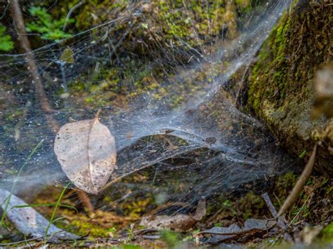 Spider Colonies Are Cooperating Themselves To Death