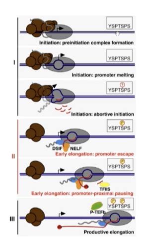 Lecture 4 Rna Processing 1 Flashcards Quizlet
