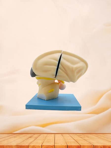 Diencephalon Telencephalon Thalamus Anatomy Model