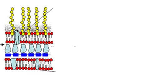 Diagram Of Gram Negative Bacteria Quizlet