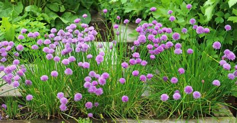 The Hidden Truth About Chive Borders Nobody Talks About Complete