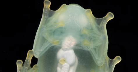 애니멀리포트 간이 부은 유리개구리 온몸 투명해진다