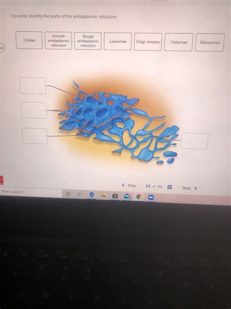 Solved Correctly Identify The Parts Of The Endoplasmic