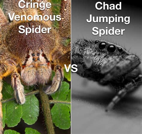 Jumping Spiders Are The Best Rmemes