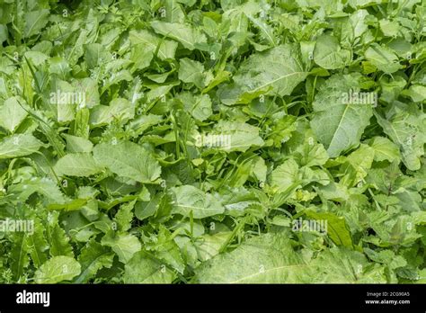 Mass Of Clustered Broad Leaved Dock Rumex Obtusifolius Leaves With A