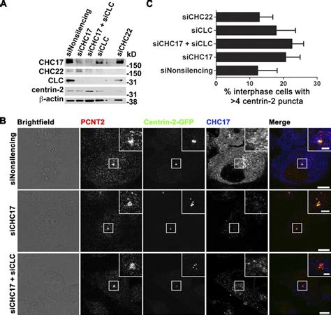 Interphase Centriole Centrin 2 Puncta Are Marginally Increased By Chc17