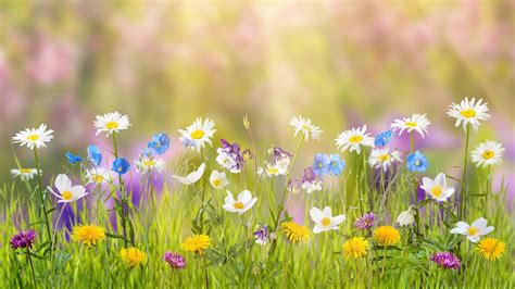 Field Of Flowers Wallpapers Top Free Field Of Flowers Backgrounds