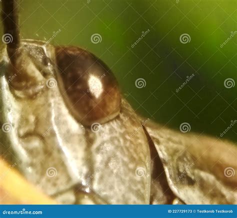 Macro Shot Of The Eye Of A Grasshopper The Grasshopper Sits On A Blade