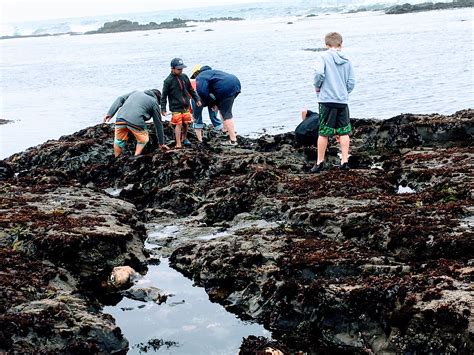 Discover Whats Living In The Tide Pools Until Suburbia
