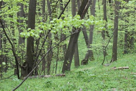 How Trees Produce Oxygen