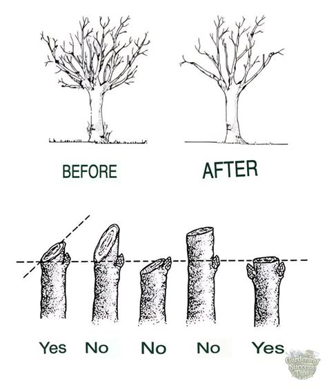 Gardening Success Tips Transform Your Garden Essential Tips On