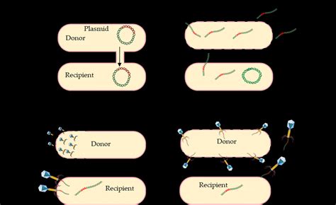 Transduction Transformation Conjugation
