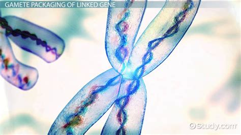 Linked Genes Definition Inheritance And Examples Lesson