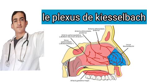 Le Plexus De Kiesselbach Youtube