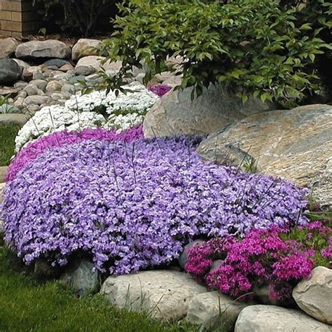Pink Creeping Phlox