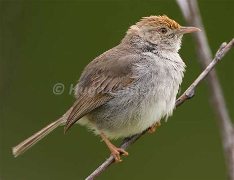 Hugh Chittenden Bird Photography South Africa
