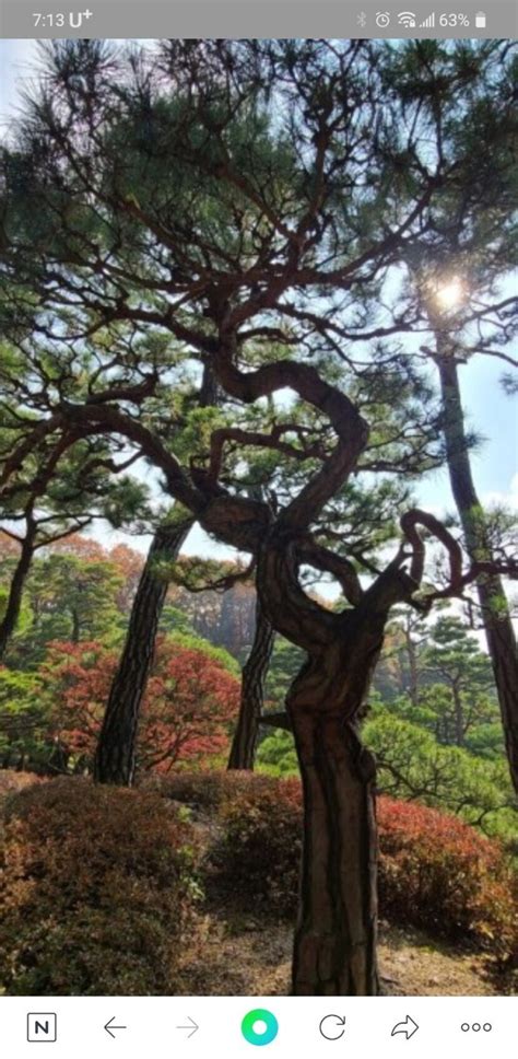 멋진 소나무 자유게 캐시피드