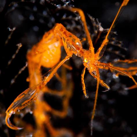 Skeleton Shrimp Cards The Universe And Everything Wiki Fandom