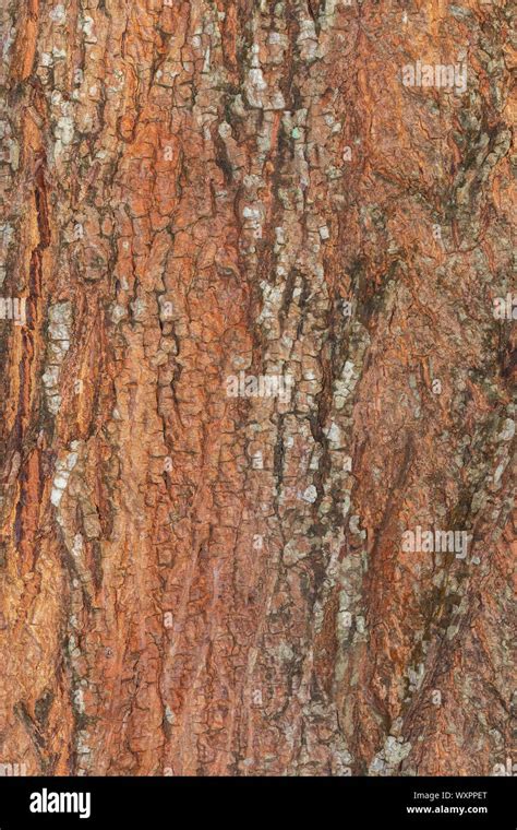 Tree Bark Nature Texture Pattern Wood Background Stock Photo Alamy
