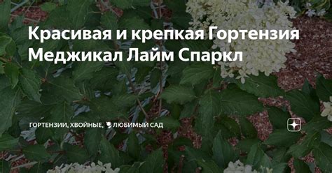 Красивая и крепкая Гортензия Меджикал Лайм Спаркл Гортензии хвойные 🌷любимый сад Дзен