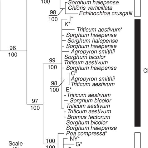 Maximum Likelihood Tree Of Schizaphis Graminum Isolates By Host Download Scientific Diagram