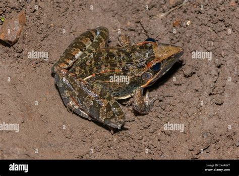 A Beautiful Adult Sharp Nosed Grass Frog Ptychadena Oxyrhynchus Stock