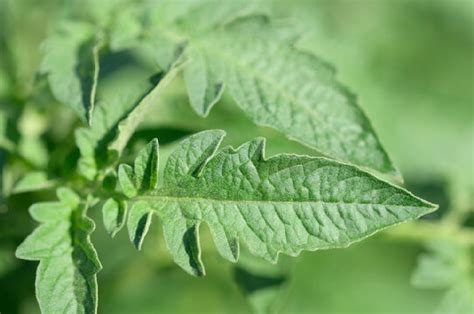 Tomato Object Detection Dataset And Pre Trained Model By Disease Research