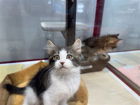 【ひごペットフレンドリー京都店】イケメンメインクーンちゃん♪ 京都店