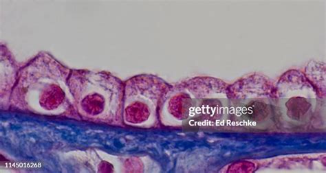 Simple Cuboidal 400x Labeled