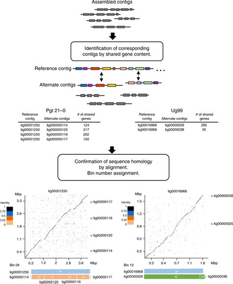 Strategy To Identify Homologous Contigs In Genome Assemblies By Gene