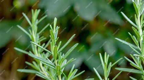 Premium Photo Green Rosemary Plant In A Vegetable Garden