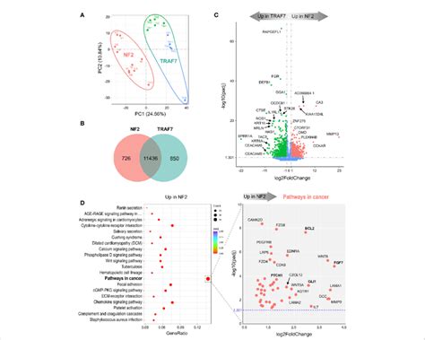 Nf2 And Traf7 Meningiomas Display Divergent Transcriptomes A Pca