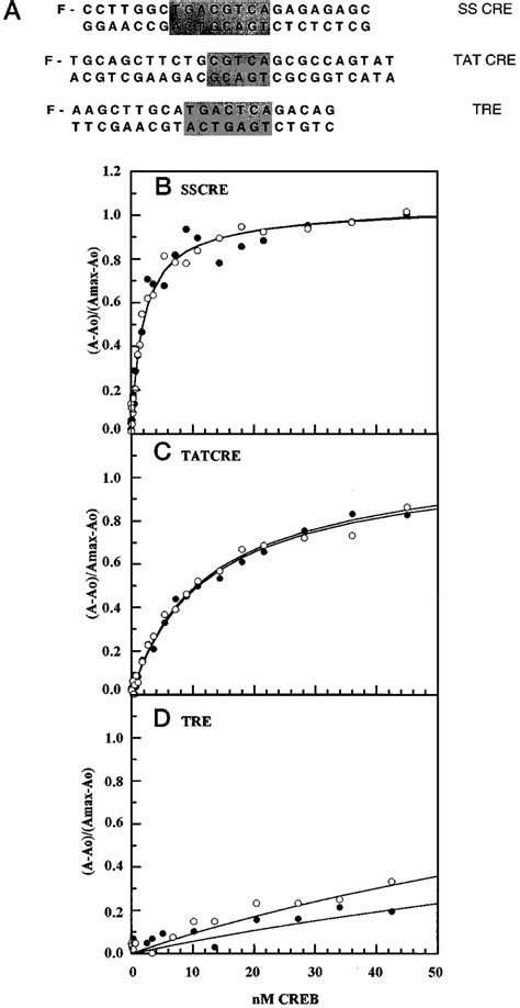 Fluorescence Anisotropy Dna Binding Curves Of Creb And P Creb For Download Scientific Diagram
