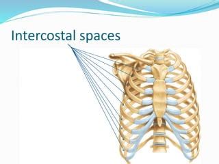 Intercostal Space Numbering