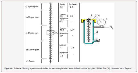 The Role Of Extracellular Space Apoplast In The Regulation Of Physiological Processes In