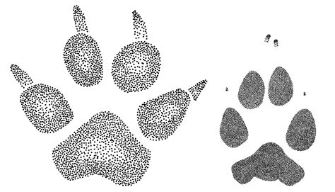 Coyote Tracks Species Identification How To Differentiate Coyote Vs