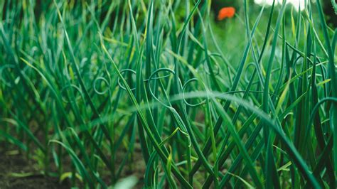 Чи варто садити часник і цибулю поруч — поради городникам Читайте на Ukr Net