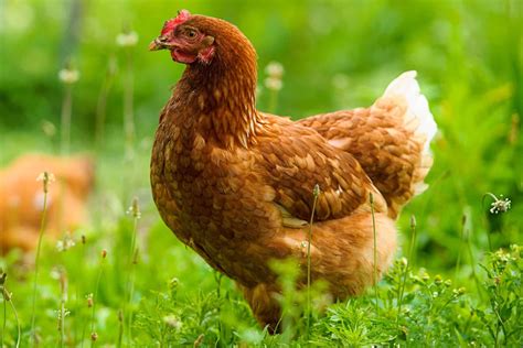 What Is A Pullet Everything You Need To Know