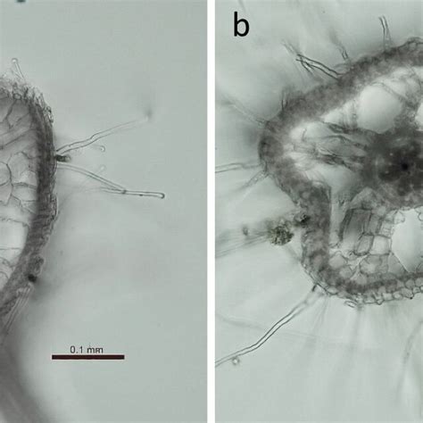 Root Sections Of Representative Rice Plants Grown For 30 Days In Download Scientific Diagram